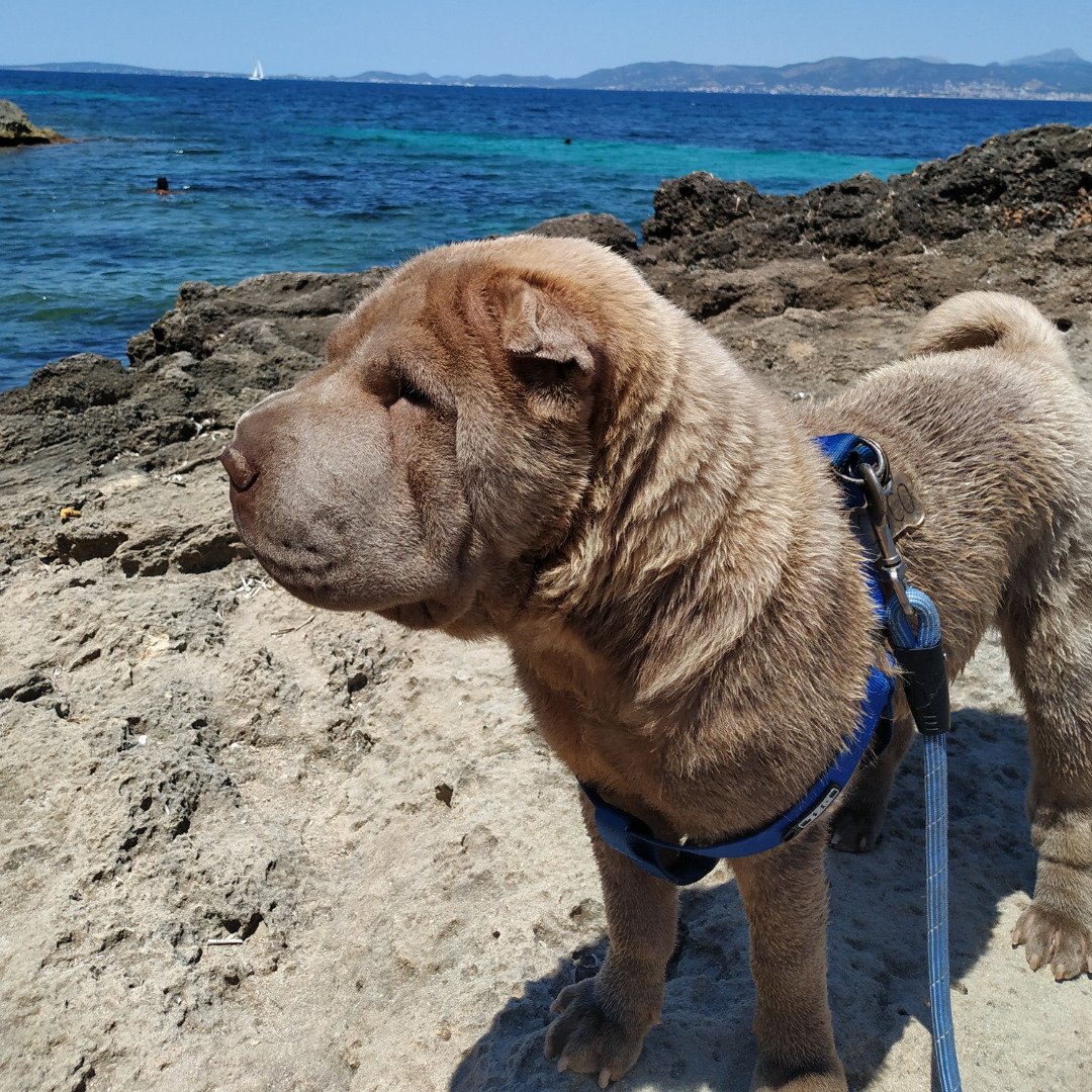 Coco shar pei Agencia de pet marketing en Madrid - La Pata Marketing