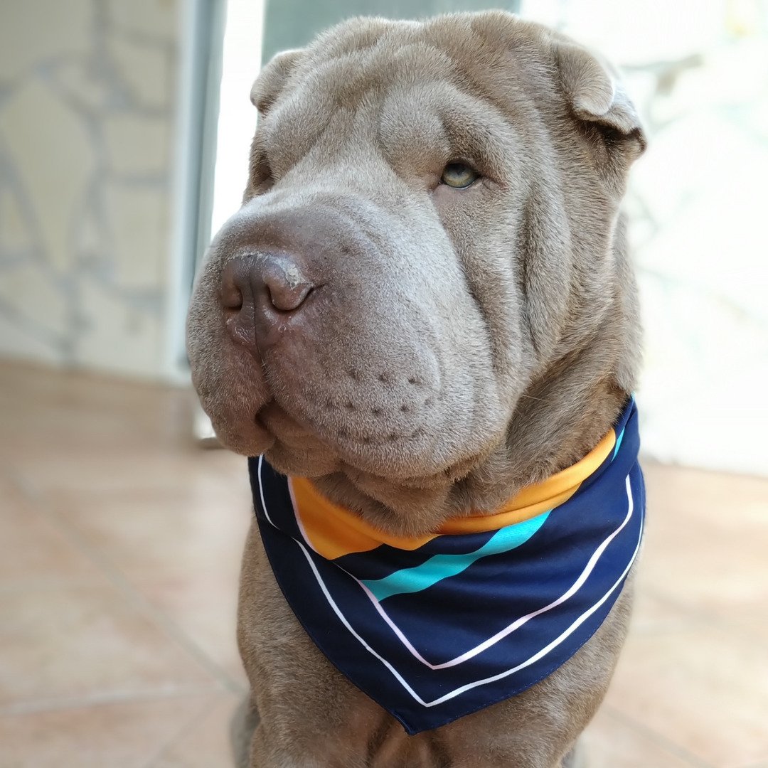 Coco shar pei Agencia de pet marketing en Madrid - La Pata Marketing