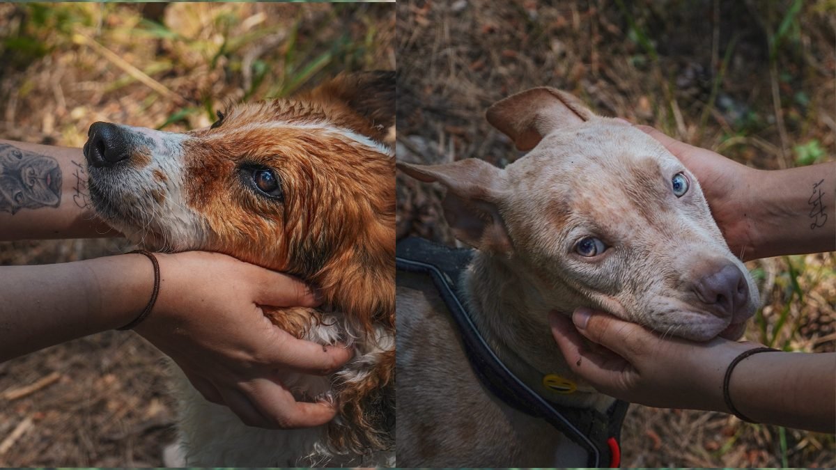 April y Drogo, adorables perretes - La Pata Marketing