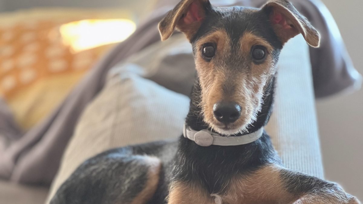 Kiwi, perrito adoptado - La Pata Marketing