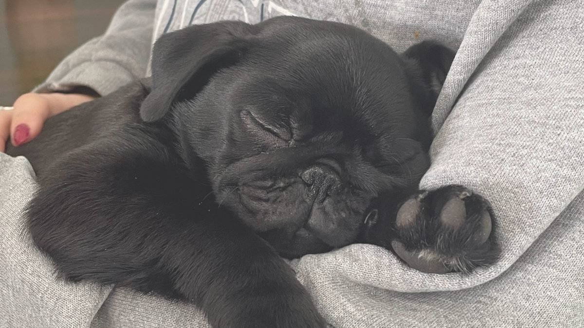 Banjo, Pug - La Pata Marketing